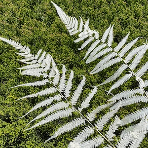White Long Ferns Qty 10 Dried Flower Fern Wall Art Wedding Decor Floral ...