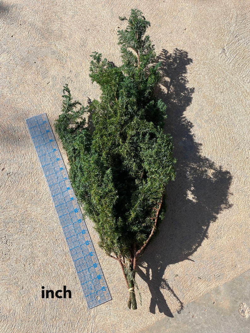 Preserved Sawara Cypress Wreath Green Frost Christmas Dried Flower Door ...