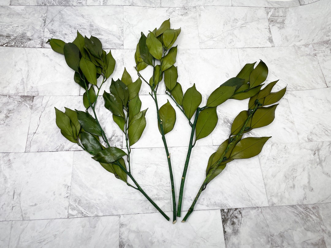 Camellia Leaf Green Preserved DIY Home Decor Wedding Bouquet Green ...