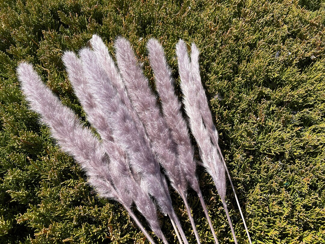 Tail Reeds 10 Stems Floral Arrangement Charcoal Gray Dried Flower ...