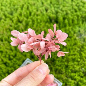 Natural Pink Peegee Hydrangea Wedding Flower Home Decor Pink Floral ...