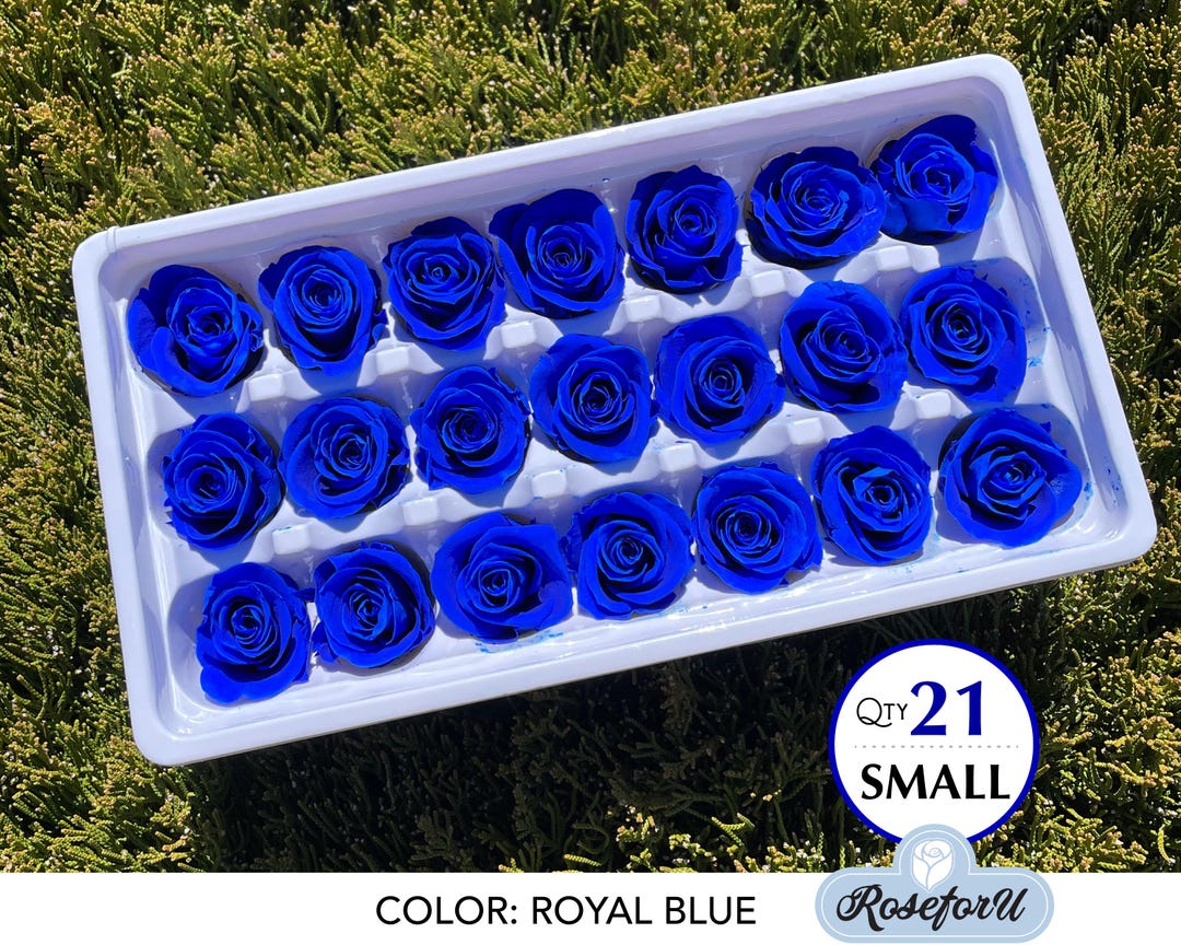 Royal Blue Preserved Roses 21 Wedding Arrangement Preserved 2-3 CM ...