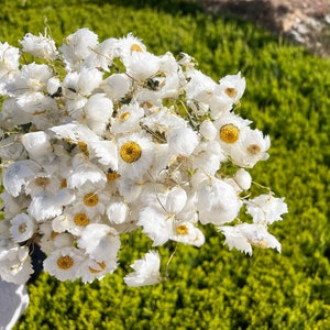 White Rodanthe Bunch Daisy White Dried Flower Sunray Daisy Dry Flower ...