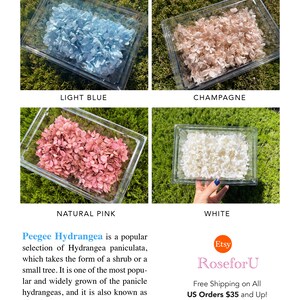 Natural Pink Peegee Hydrangea Wedding Flower Home Decor Pink Floral ...