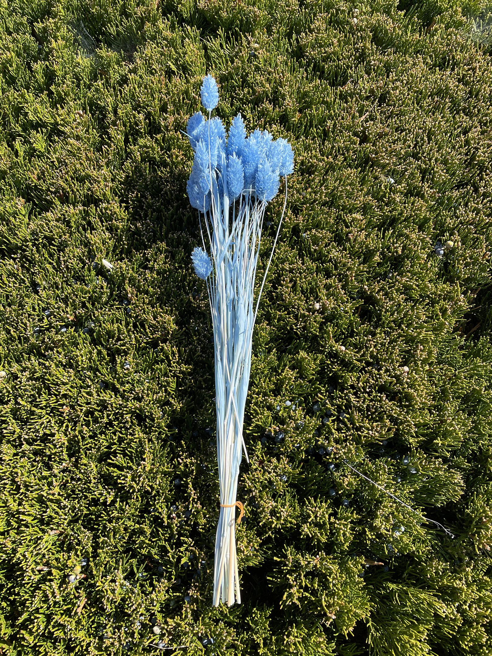 Water Blue Color Dried Phalaris Grass Dried Flowers for - Etsy