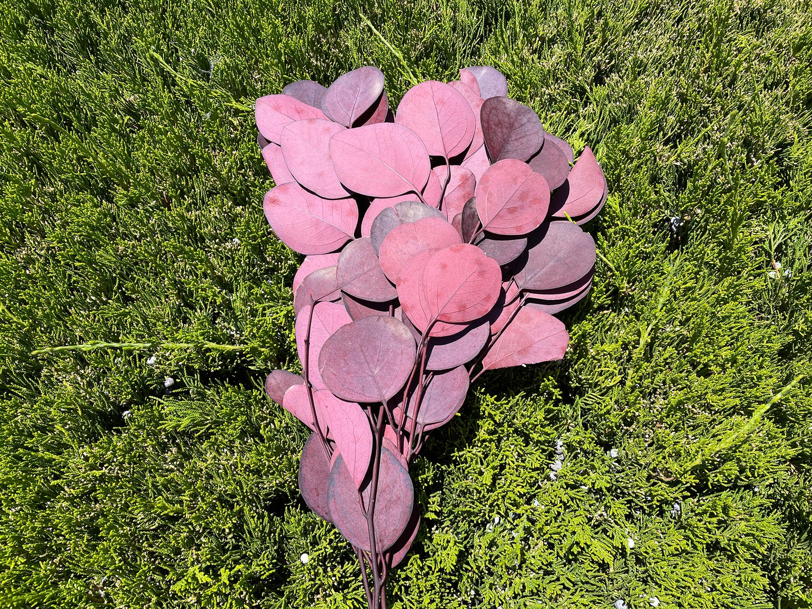 Red Eucalyptus Populus preserved home decor wedding decor | Etsy