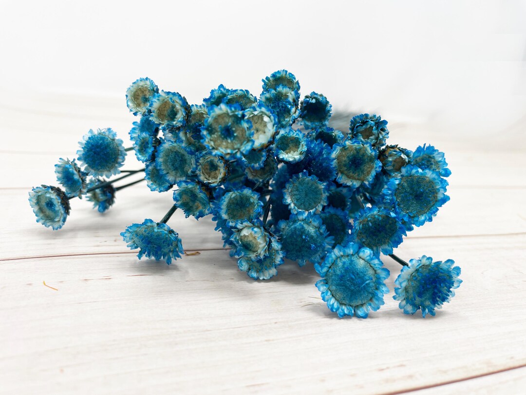 Margaret Dried Sky Blue Dried Flowers DIY Home Decor 15g Wedding ...