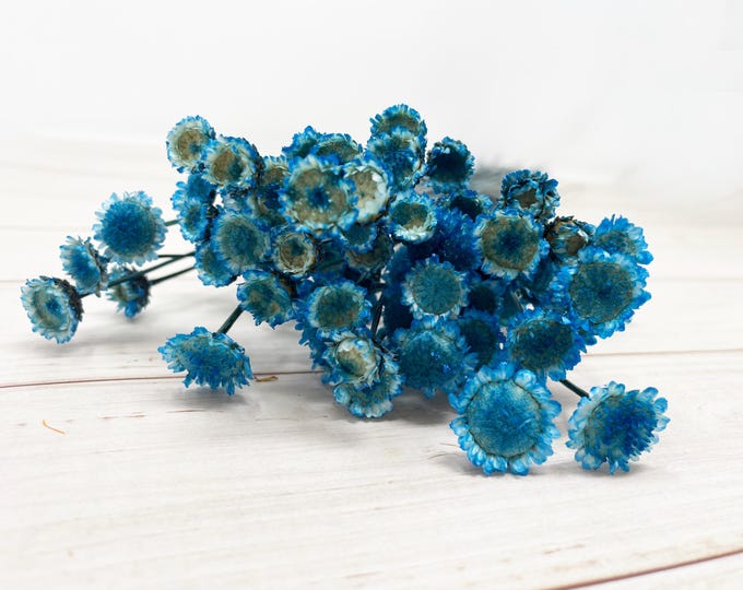 Margaret Dried Sky Blue Dried Flowers DIY Home Decor 15g Wedding ...