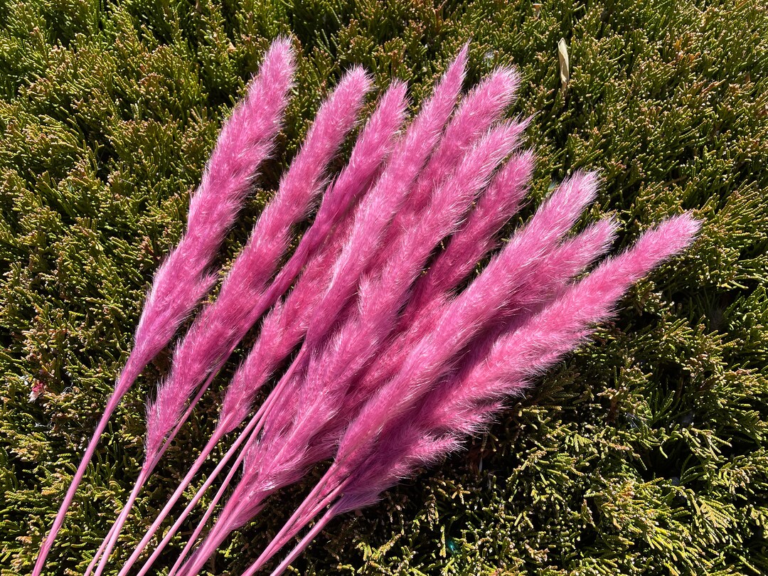 12 Stems Pink Mini Tail Reed, Floral Arrangements, Dried Flowers ...