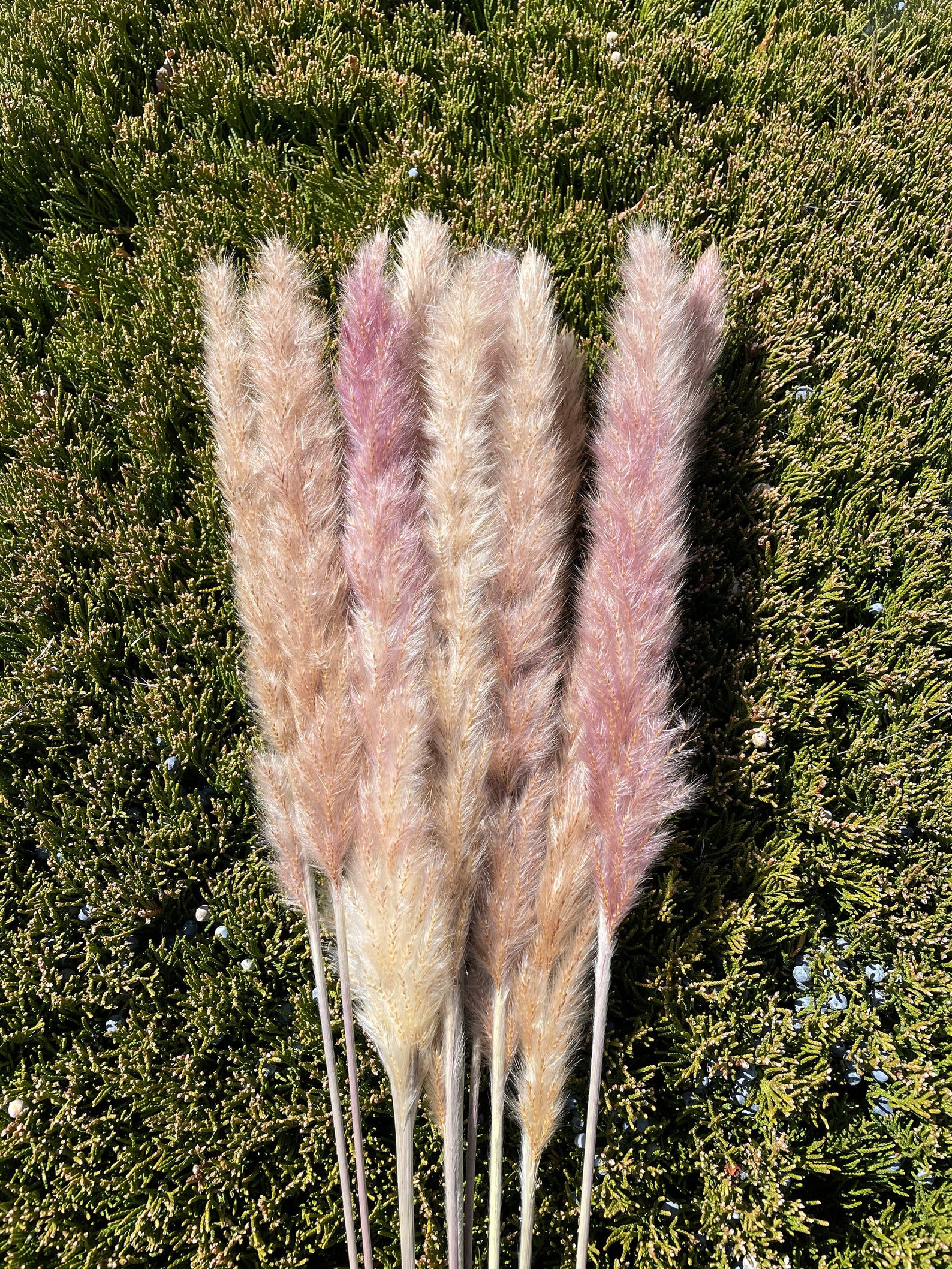 Tail Reeds DIY Floral Arrangements Dried Flowers Wedding - Etsy