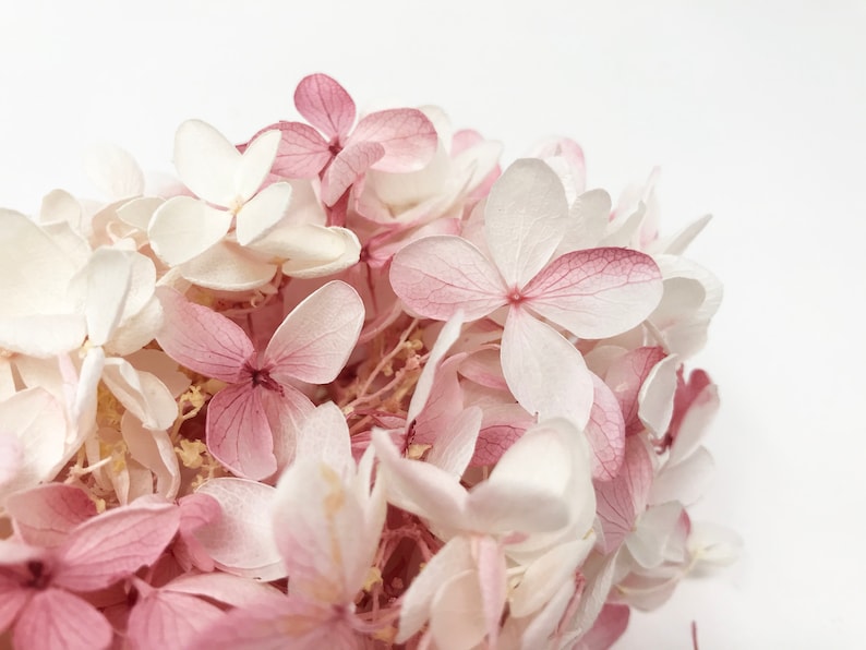 Hydrangea in Rose White Preserved hydrangeas preserved | Etsy