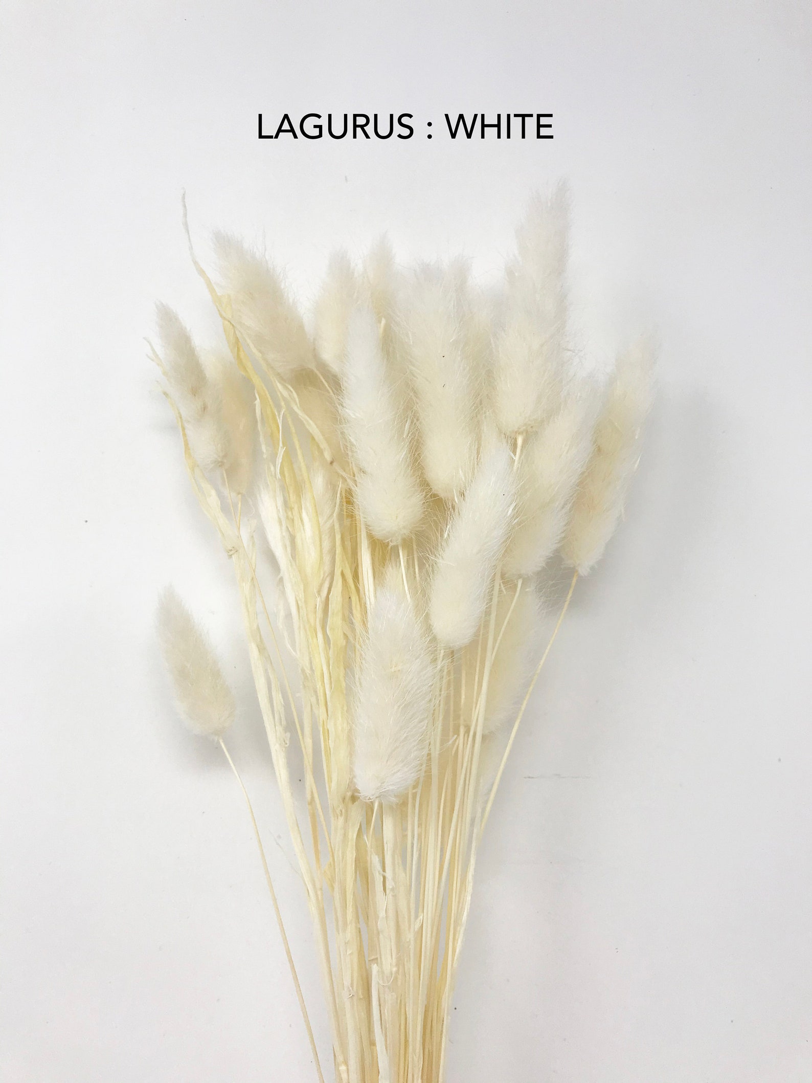 Bunny Tails / White Lagurus 15g Dried Flowers Floral - Etsy