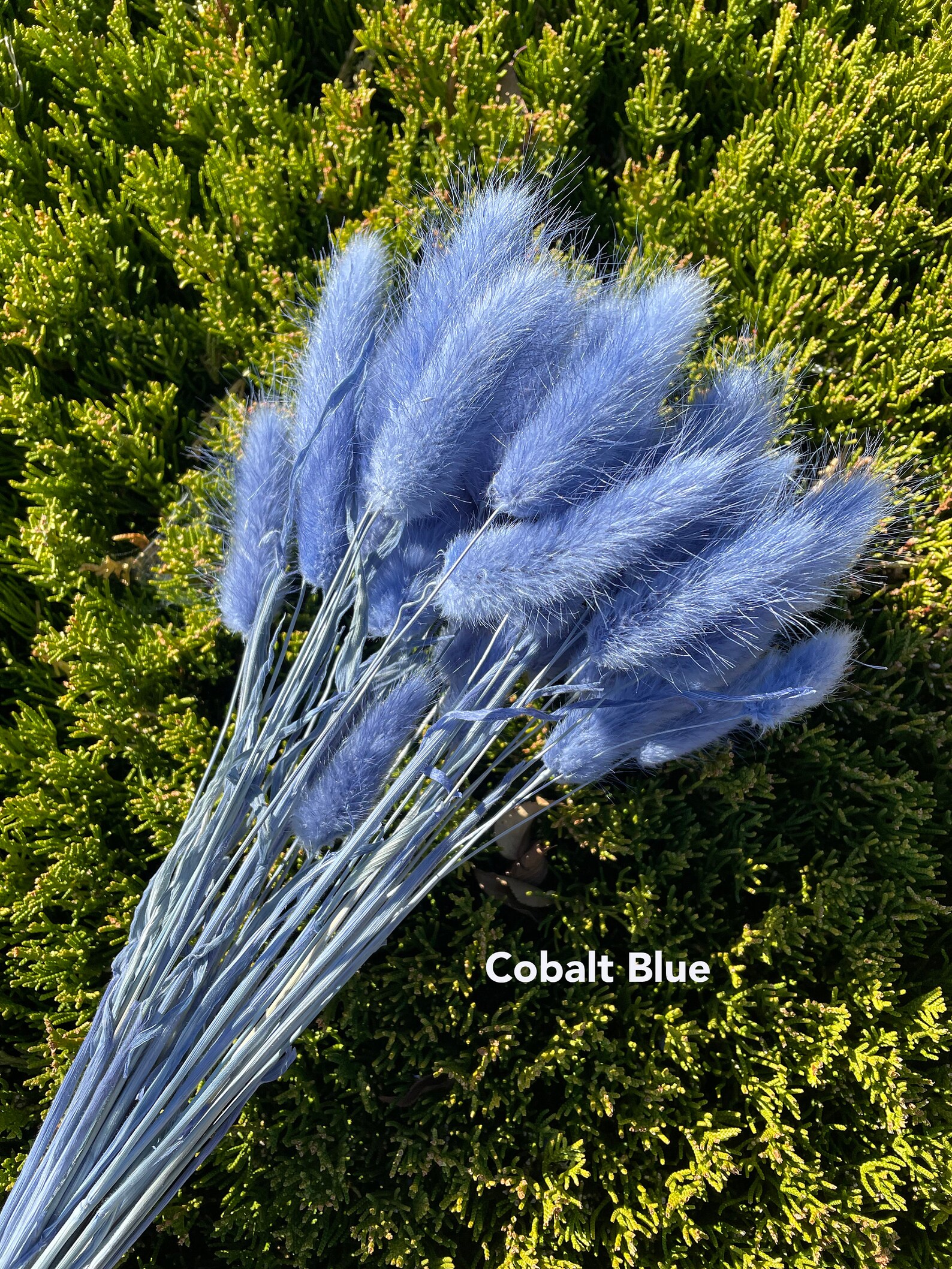 Natural Pink Bunny Tail Dry Flowers Bundle Flower - Etsy