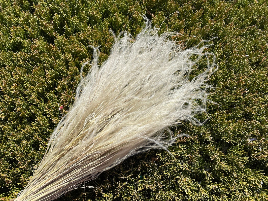 Stipa Feather Grasses White Home Decor Flower Vase Decor Floral ...