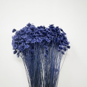 Cobalt Blue Star Flower Blossom Floral Arrangement Dried Flower ...