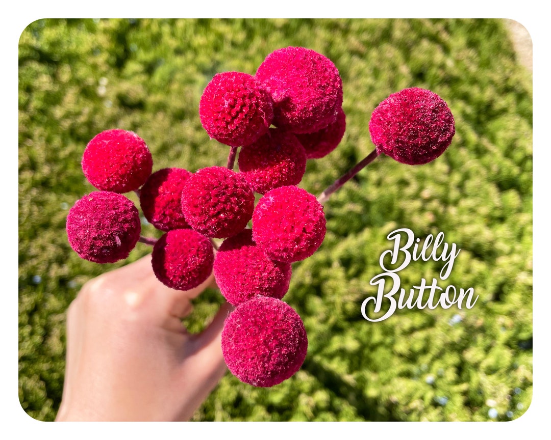 Dried Flower Billy Button Wine Color Craspedia Red 10 Stems Floral ...
