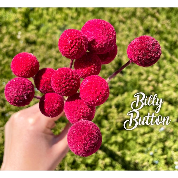 Billy Button - Etsy