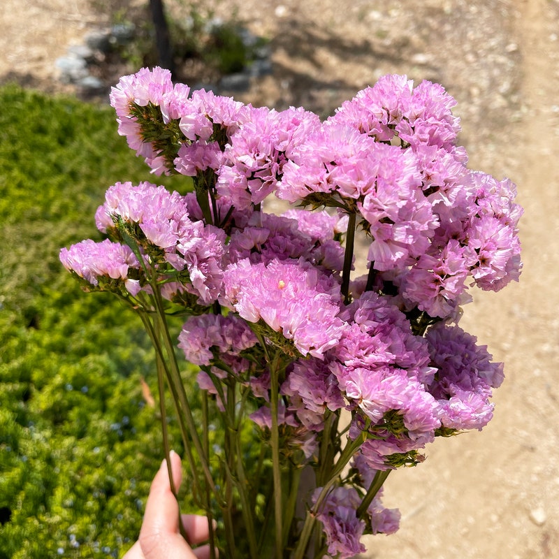 Statice Flowers - Etsy