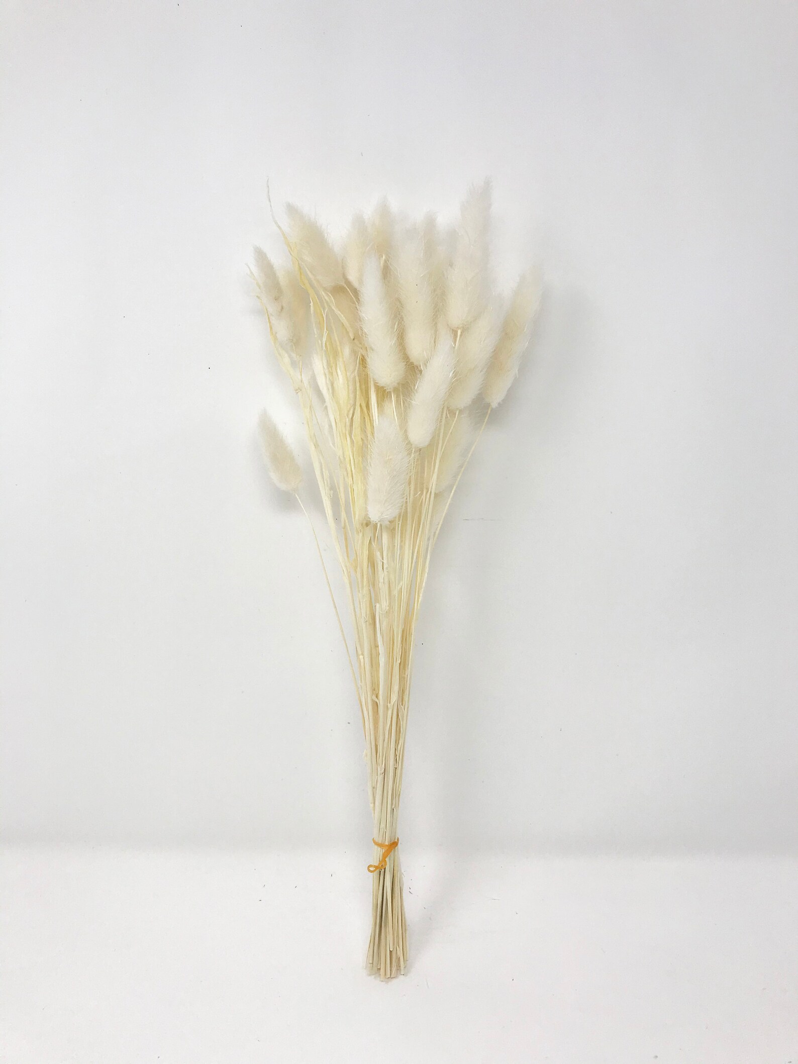 Bunny Tails / White Lagurus 15g Dried Flowers Floral - Etsy