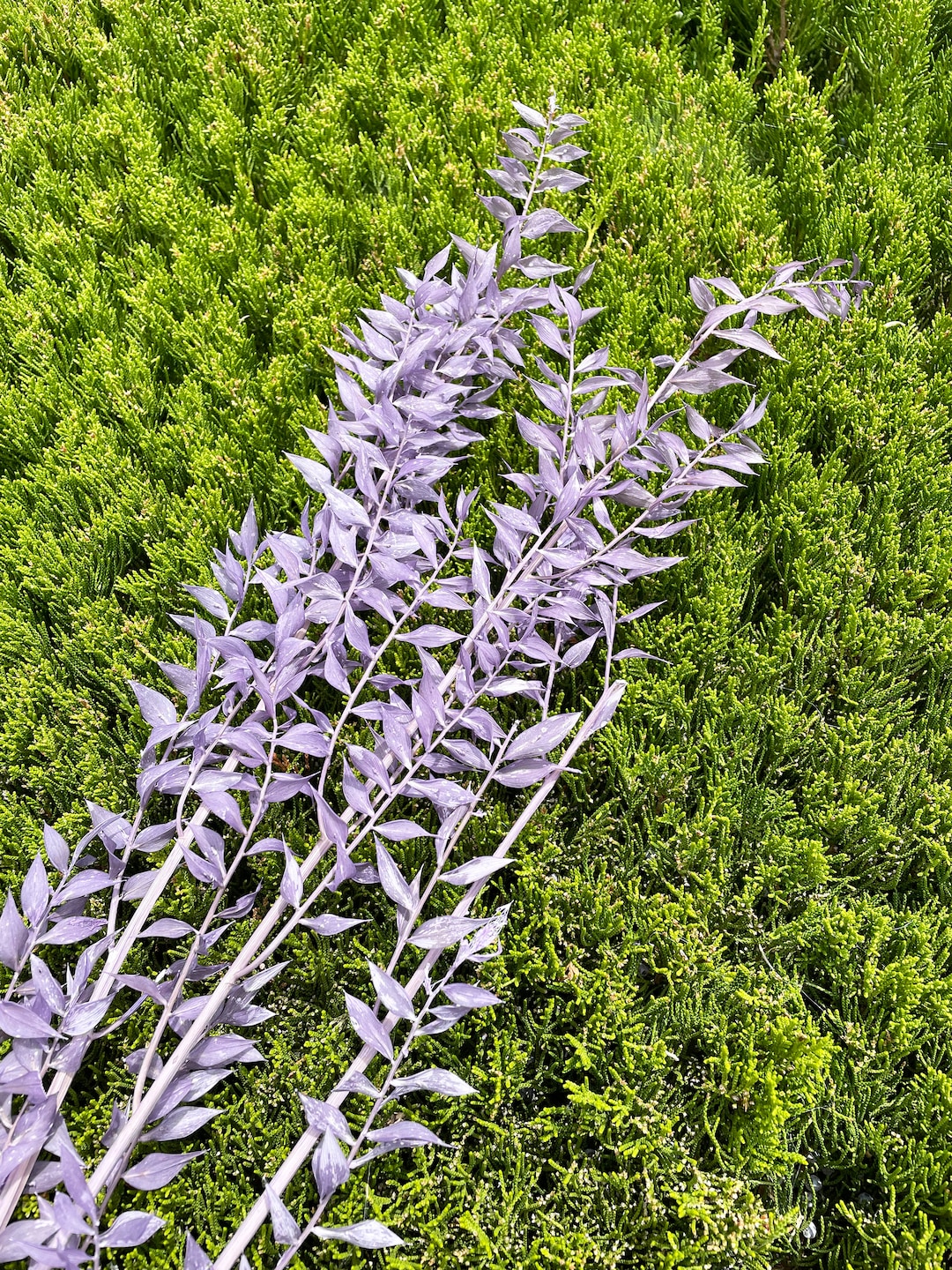 Purple Ruscus Preserved Dried Flower Purple Floral Arrangement Purple ...