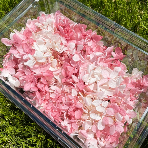 Preserved Hydrangeas - Etsy