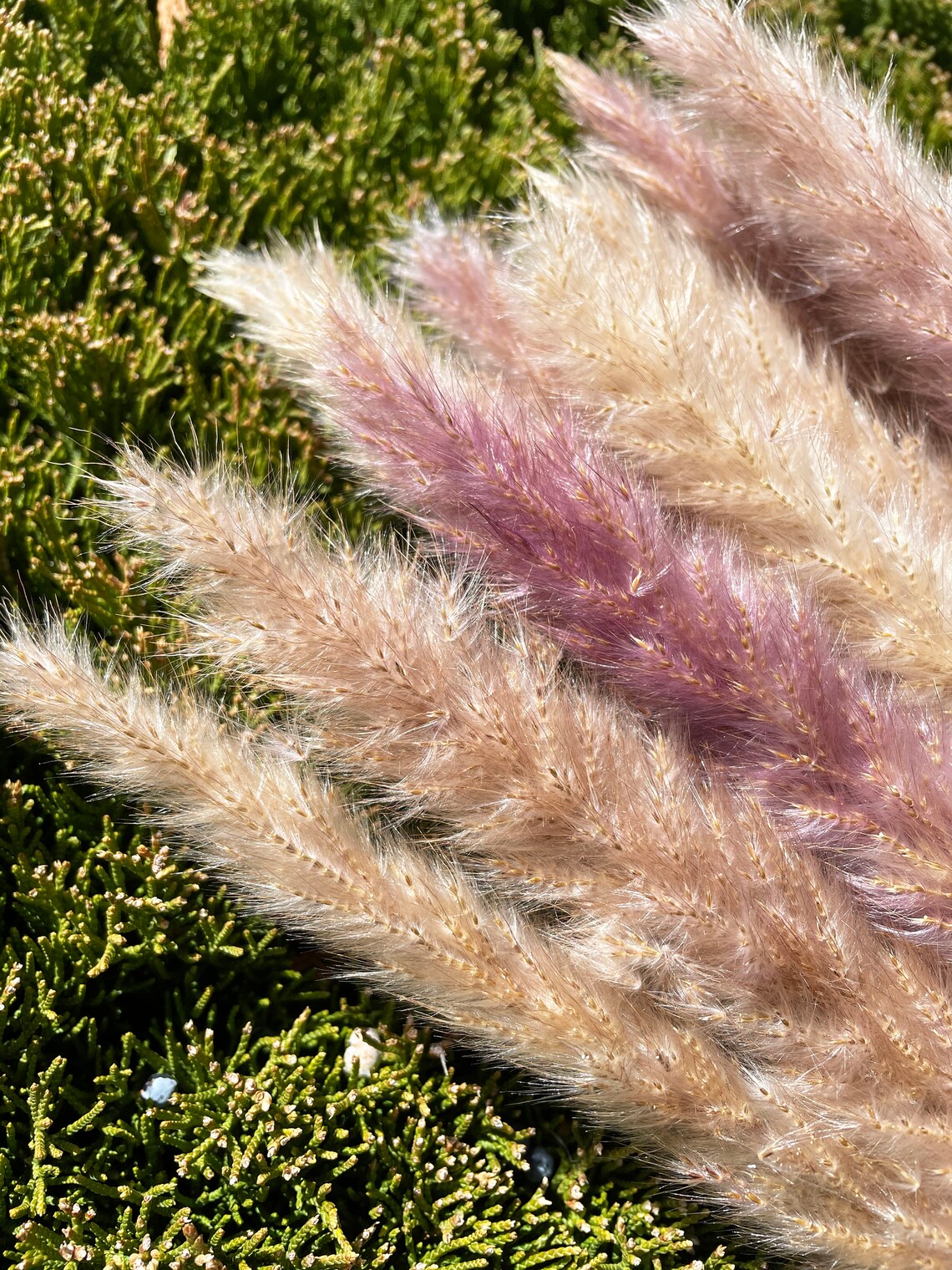 Tail Reeds DIY Floral Arrangements Dried Flowers Wedding - Etsy