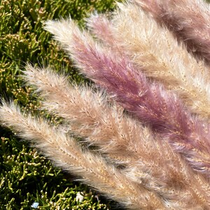 Tail Reeds, DIY Floral Arrangements, Dried Flowers, Wedding Decor, Home ...