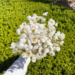 White Rodanthe Bunch Daisy White Dried Flower Sunray Daisy Dry Flower ...