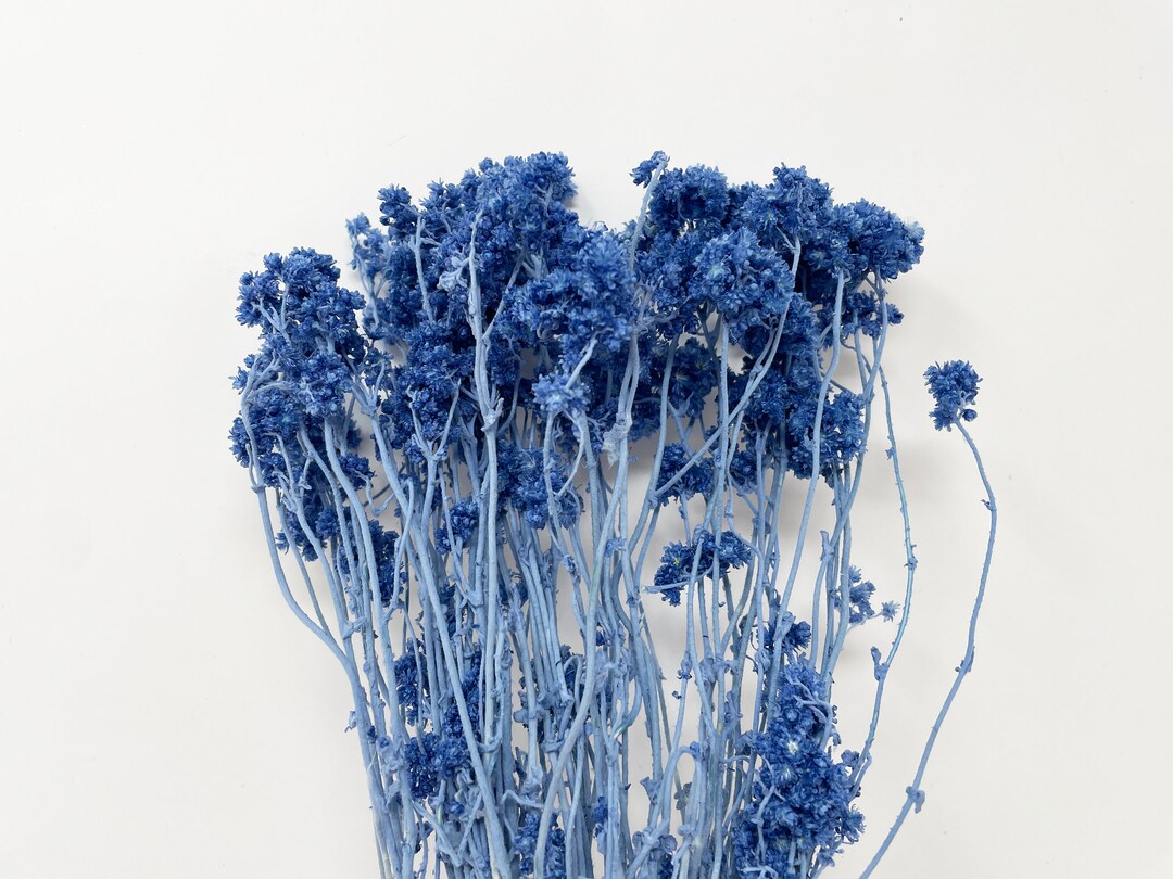 Soda Blue Crispum Dried Blue Flower DIY Home Decor Floral Arrangement ...