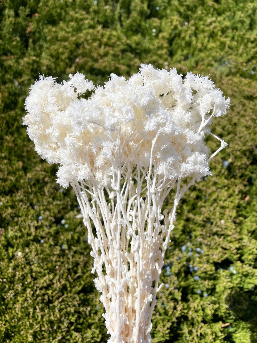 Crispum White Flower DIY Floral Arrangement Wedding Decor Home Flower ...