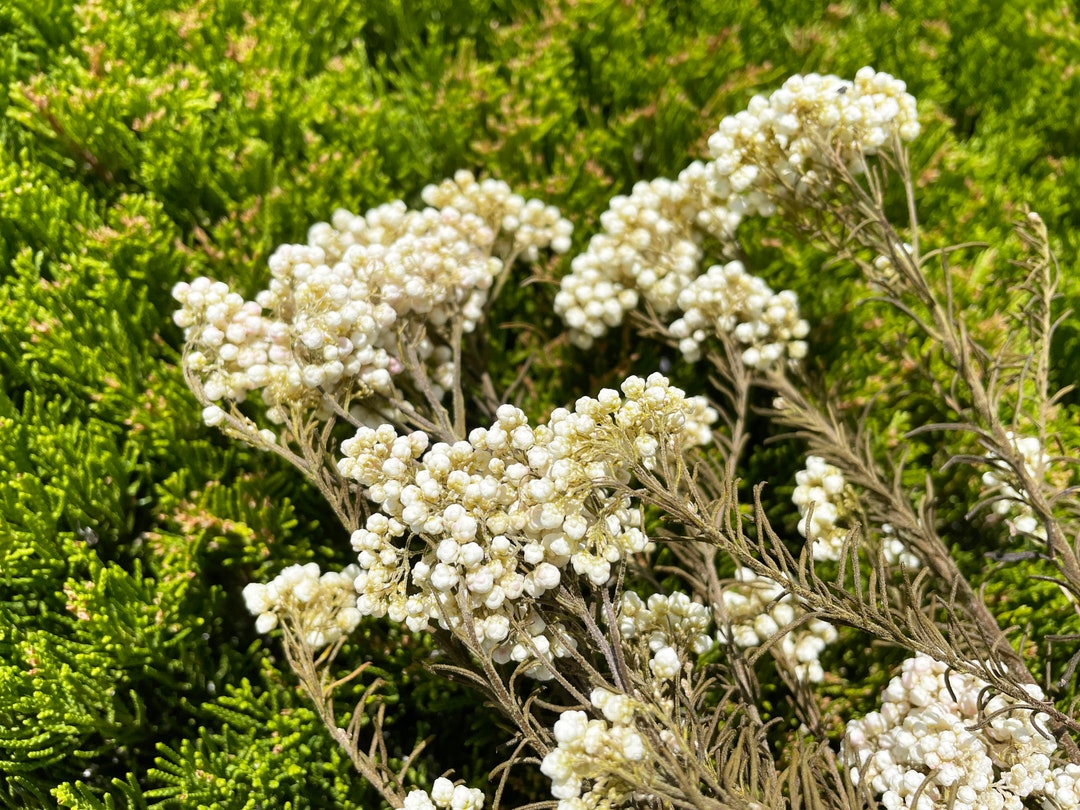 White Rice Flower Helichrysum White Dried Flower DIY Home Decor White ...