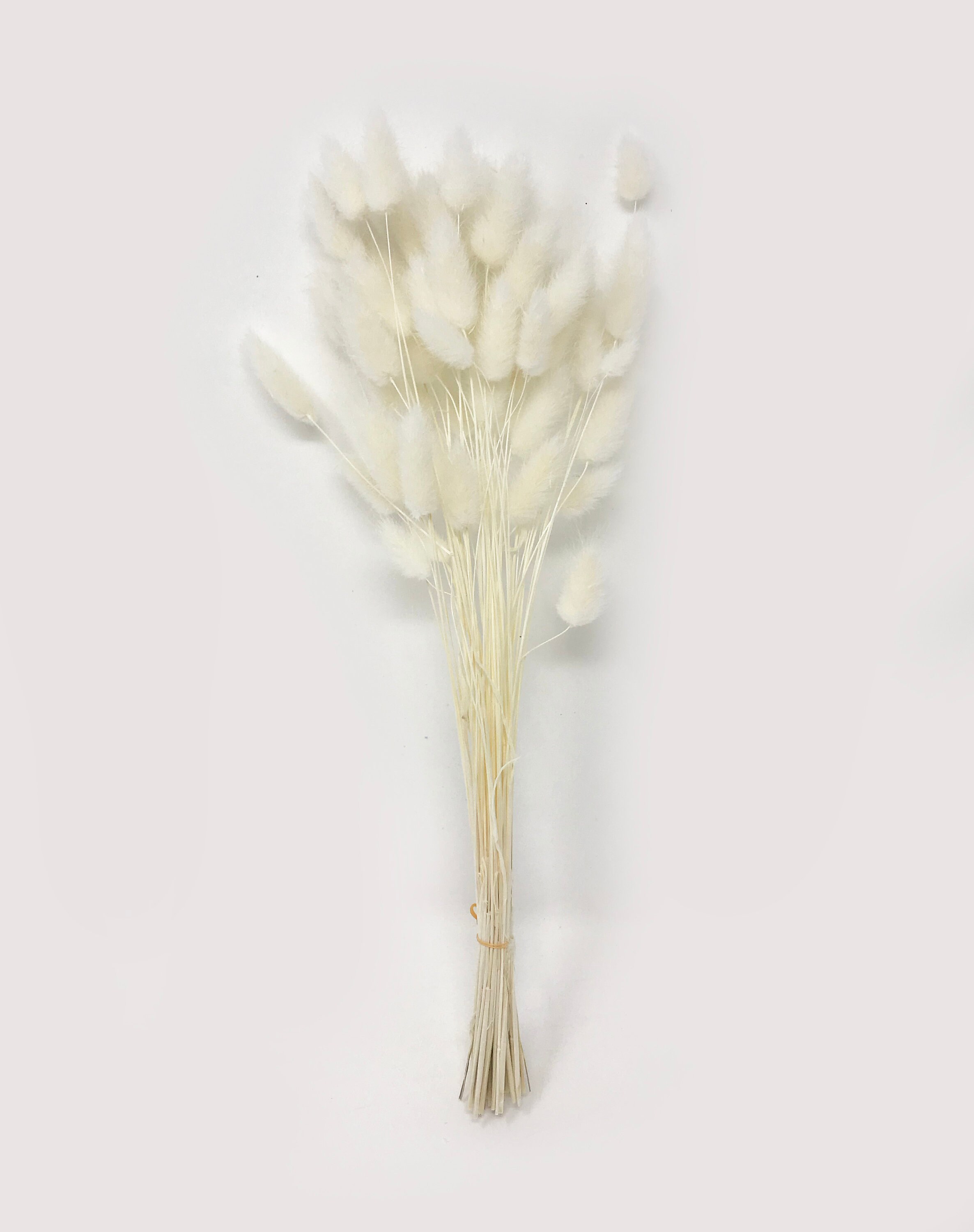 Bunny Tails / White Lagurus 15g Dried Flowers Floral | Etsy