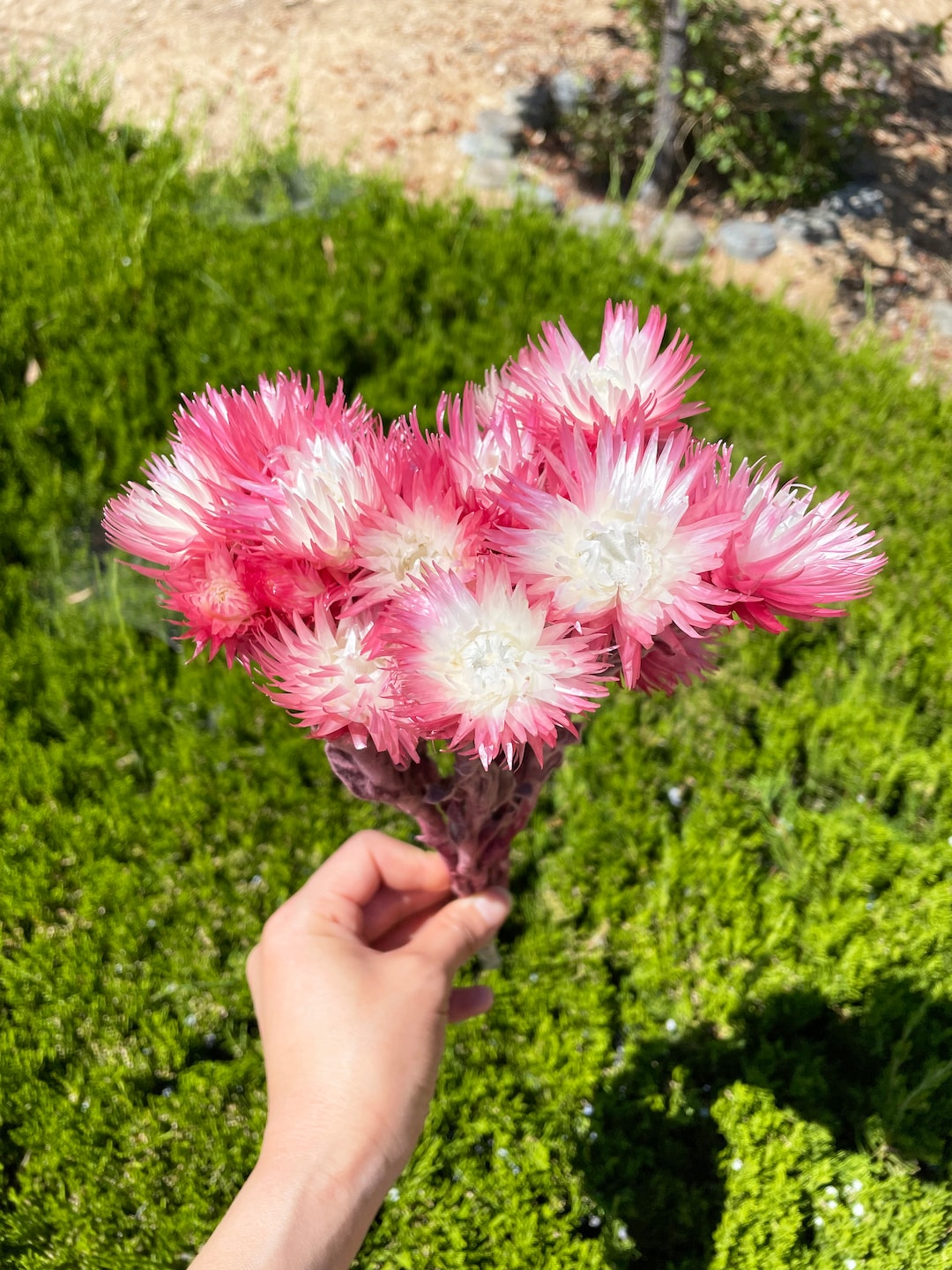 Silver Daisy 2 Tone Rose Color Dried Flower DIY Home Decor Floral ...