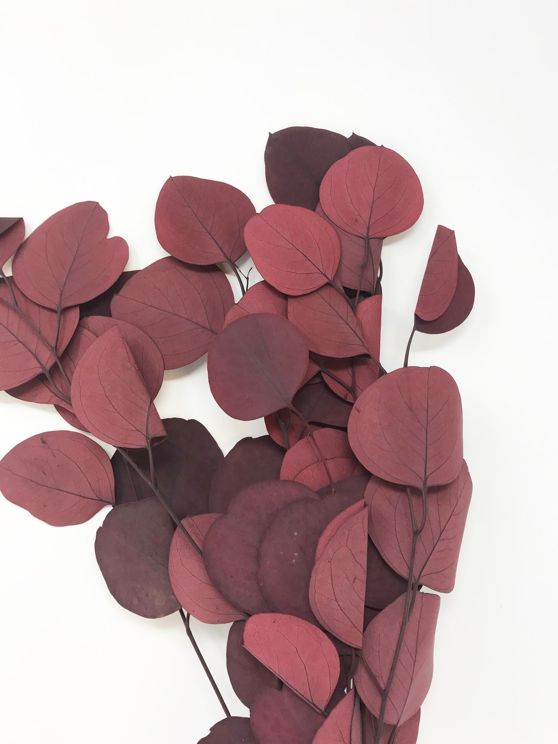 Red Eucalyptus Populus preserved home decor wedding decor | Etsy