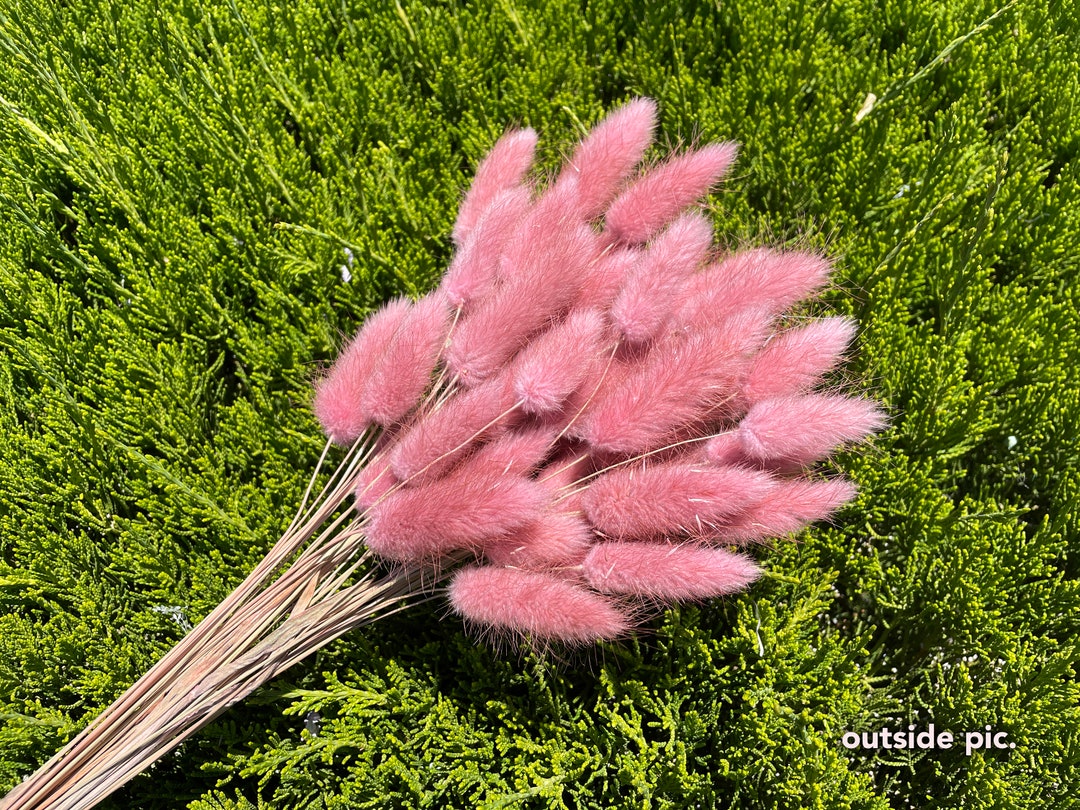 Natural Pink Bunny Tail Dry Flowers Bundle Pink Flower Arrangement ...