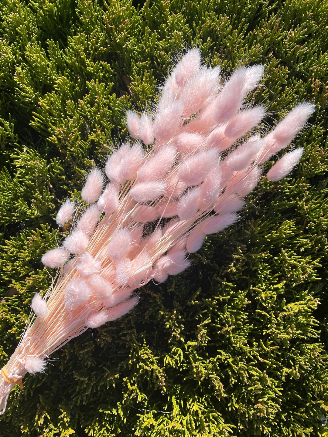 Hare's Tail Grass Angel Pink Lagurus Honey Tail Dried Flower Pink Flower Arrangement DIY Home ...