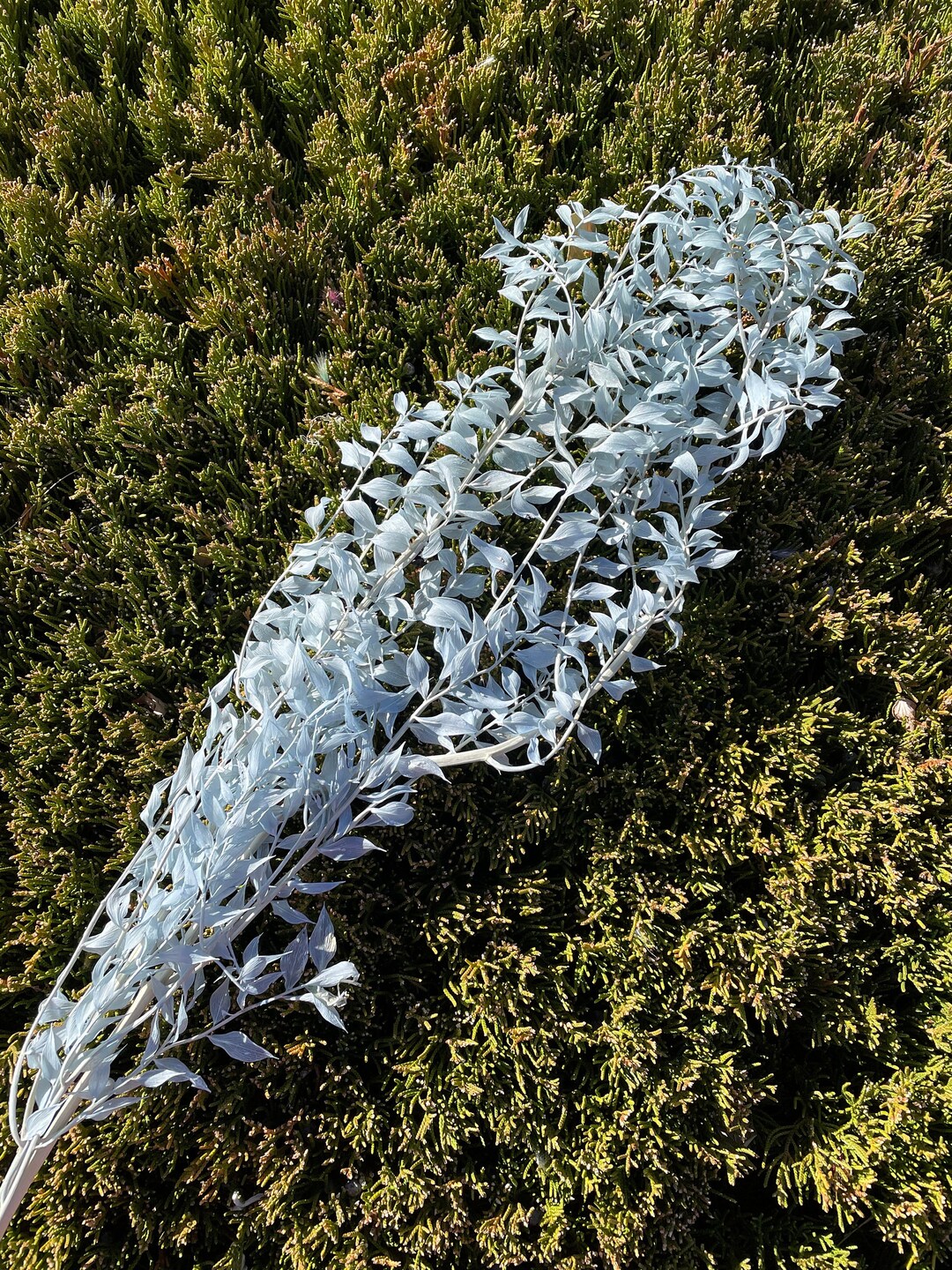 Baby Blue Ruscus Preserved Dried Flower DIY Floral Arrangement Blue ...