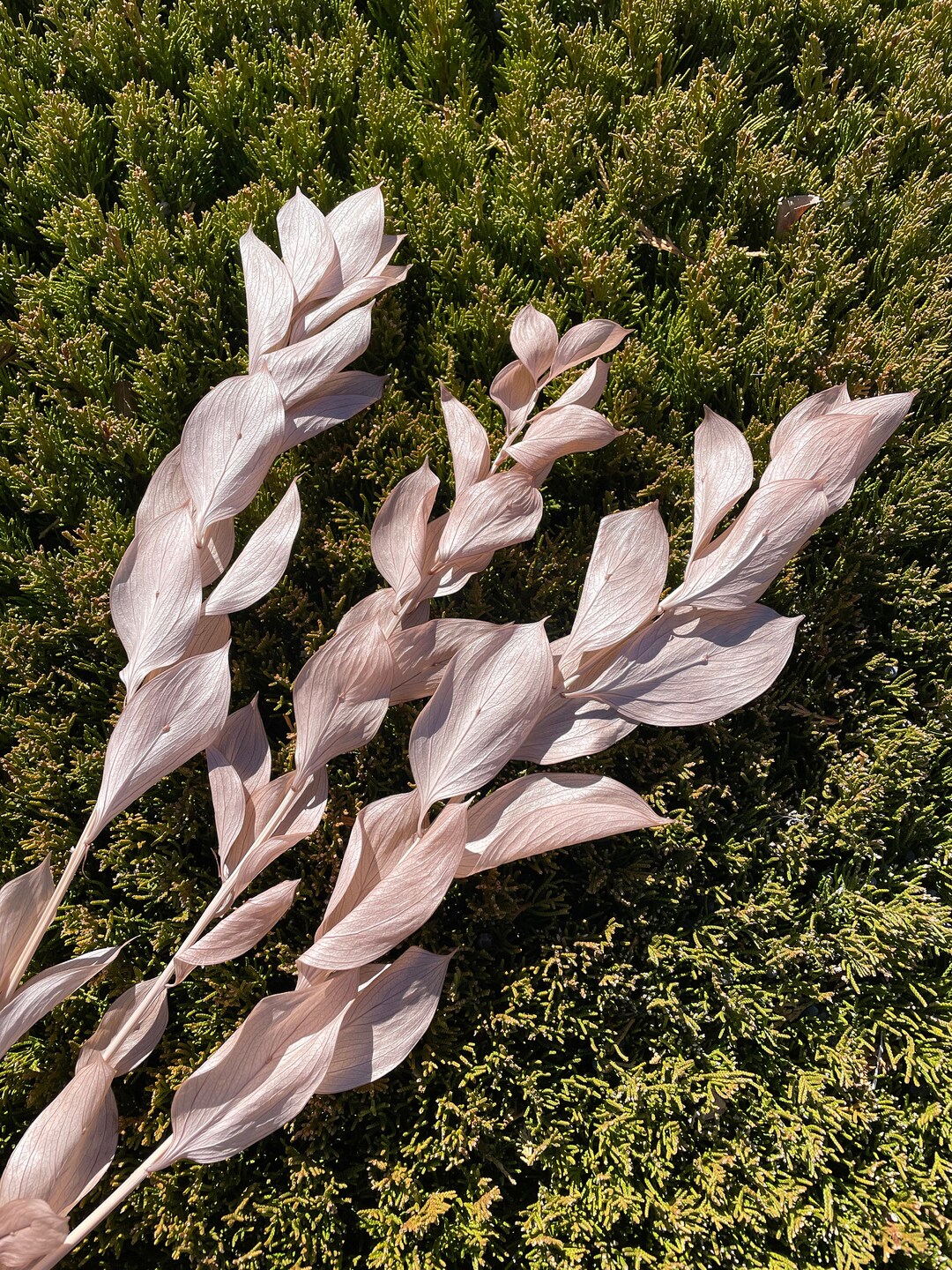 Pink Beige Ruscus Garden 3 Stem Pink Dried Flower Floral Arrangement ...