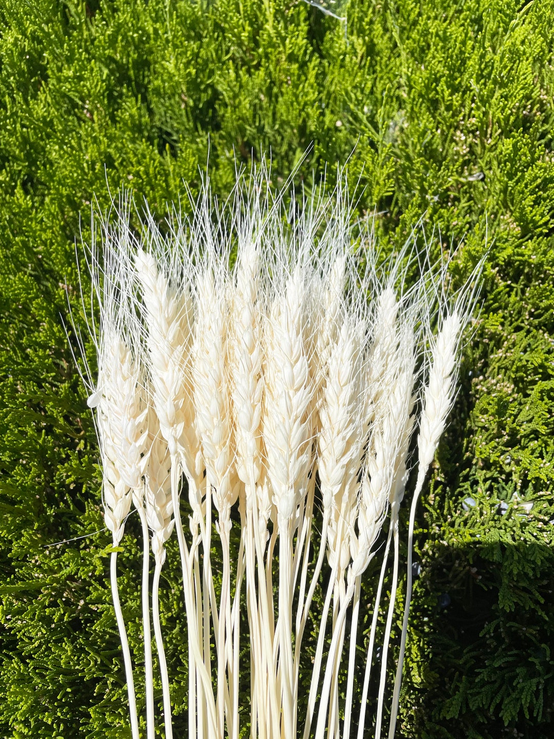 White Triticum Durum White Dried Flowers That Last a Year Floral ...