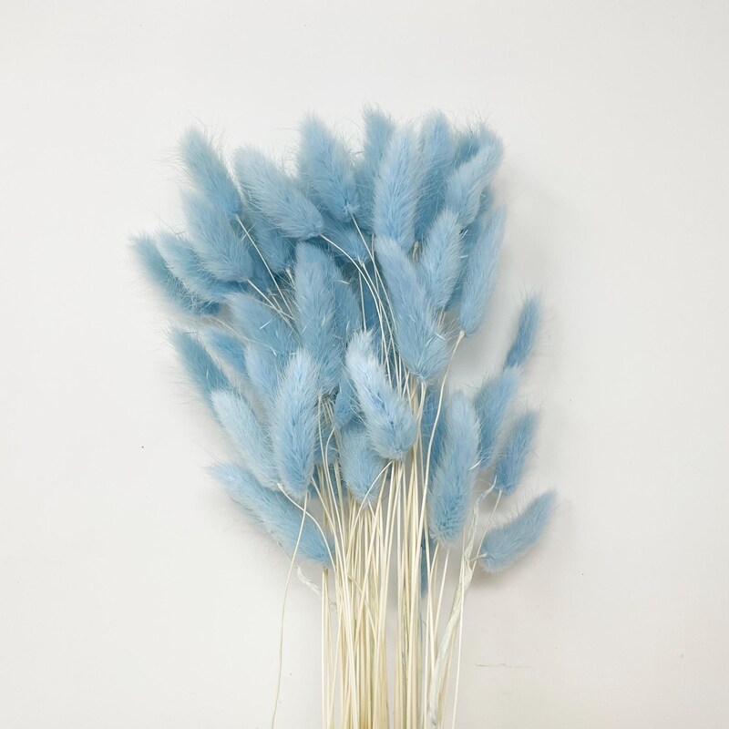 Dried Bunny Tail - Etsy