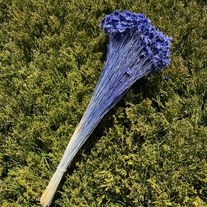 Cobalt Blue Star Flower Blossom Floral Arrangement Dried Flower ...