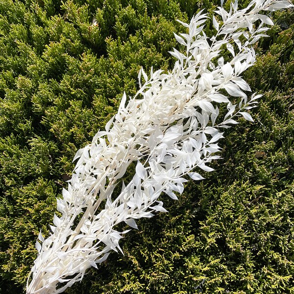 Ruscus Preserved - Etsy