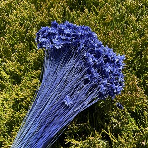 Cobalt Blue Star Flower Blossom Floral Arrangement Dried Flower ...