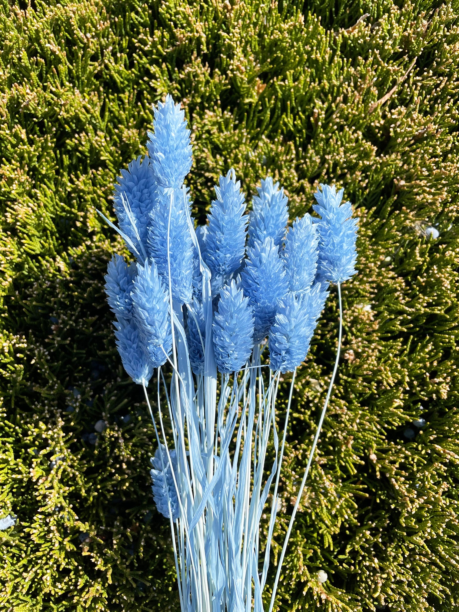 Water Blue Color Dried Phalaris Grass Dried Flowers for | Etsy