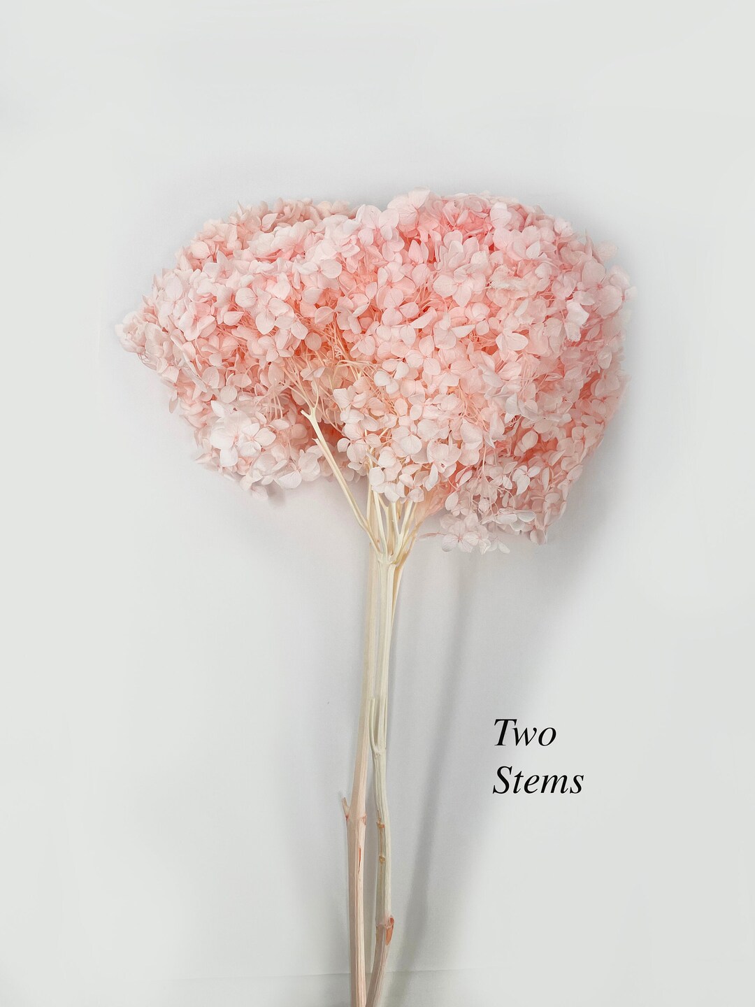 Light Pink Preserved Hydrangea 2 Stems Dried Hydrangeas Pink Home Decor ...