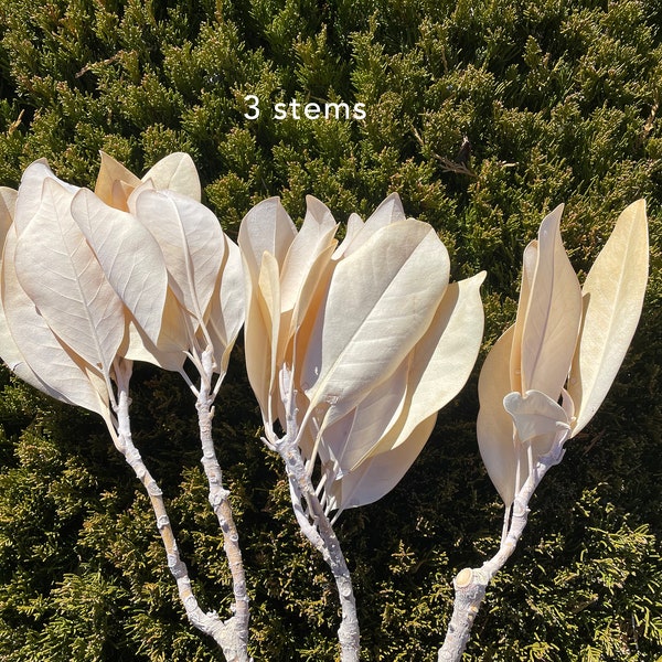 Magnolia Dried Flowers - Etsy