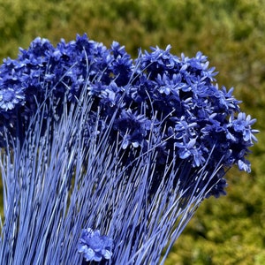 Cobalt Blue Star Flower Blossom Floral Arrangement Dried Flower ...