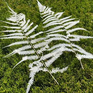 White Long Ferns Qty 10 Dried Flower Fern Wall Art Wedding Decor Floral ...