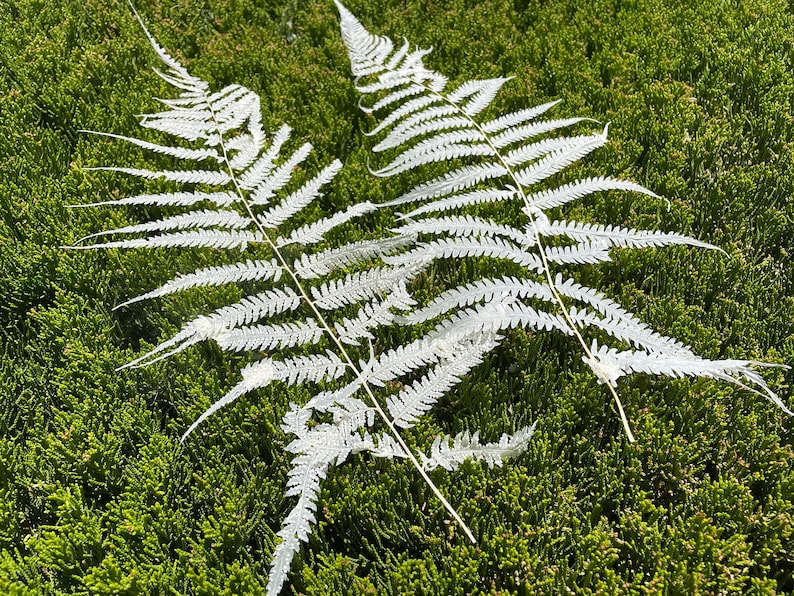 White Long Ferns Qty 10 Dried Flower Fern Wedding Decor Floral ...