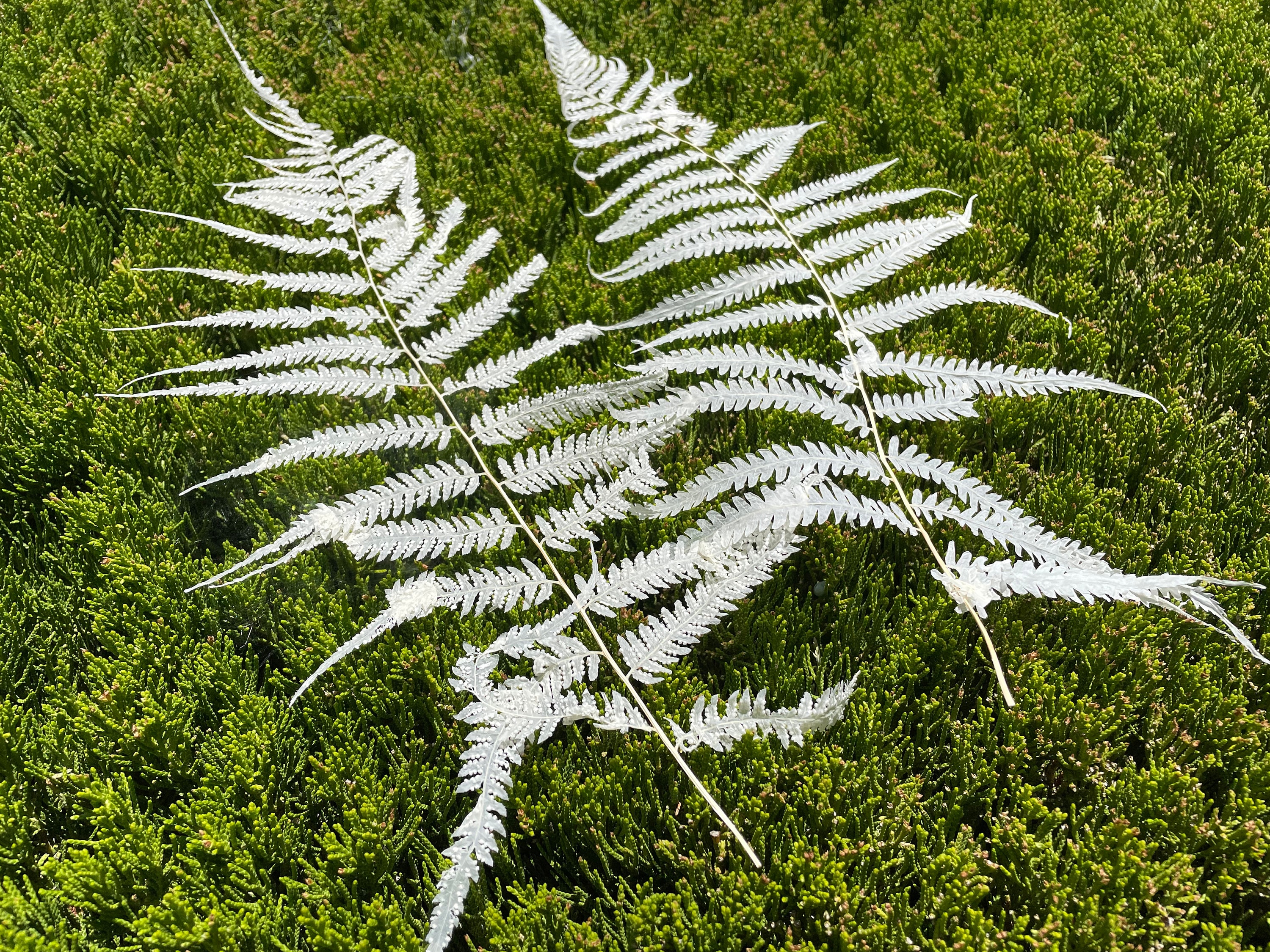 White Long Ferns Qty 10 Dried Flower Fern Wedding Decor Floral ...